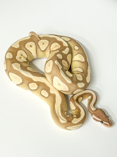 Banana Phantom Ball Python by Outback Reptiles
