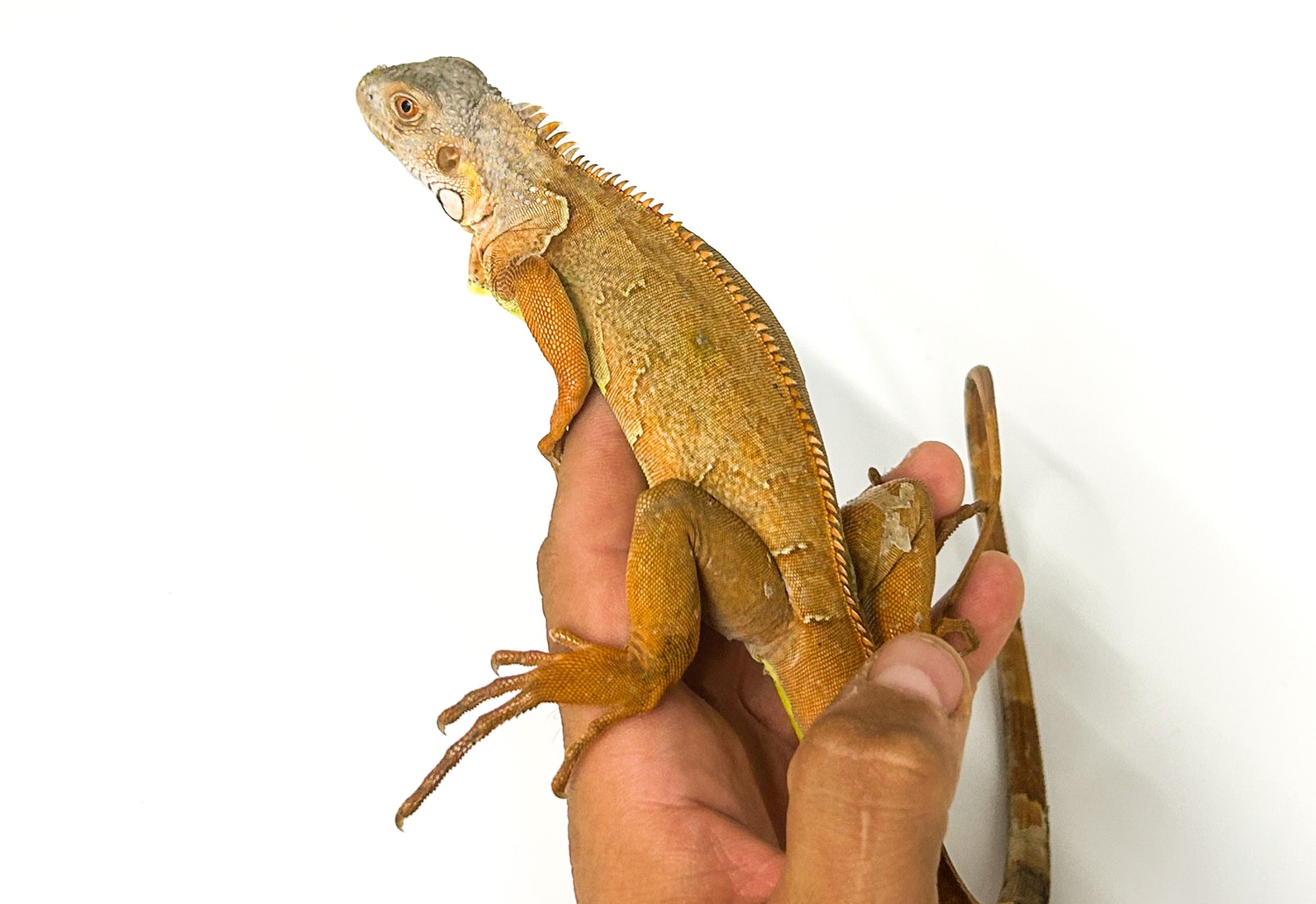 Orange Sunburst Translucent Green Iguana by Outback Reptiles - MorphMarket