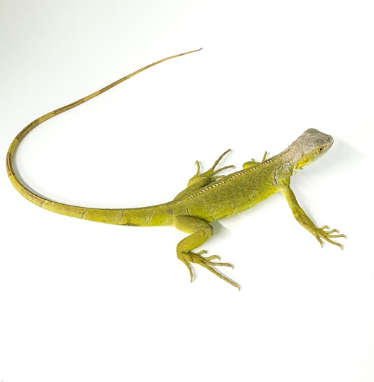 Lime Green Zero Green Iguana by Outback Reptiles