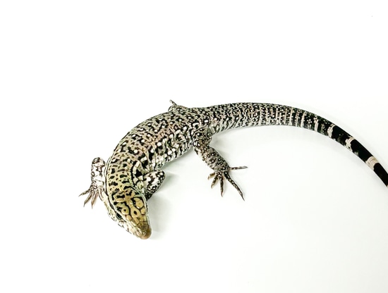 Argentine Purple Tegu (Stunning!!) Argentine Tegus by Outback Reptiles
