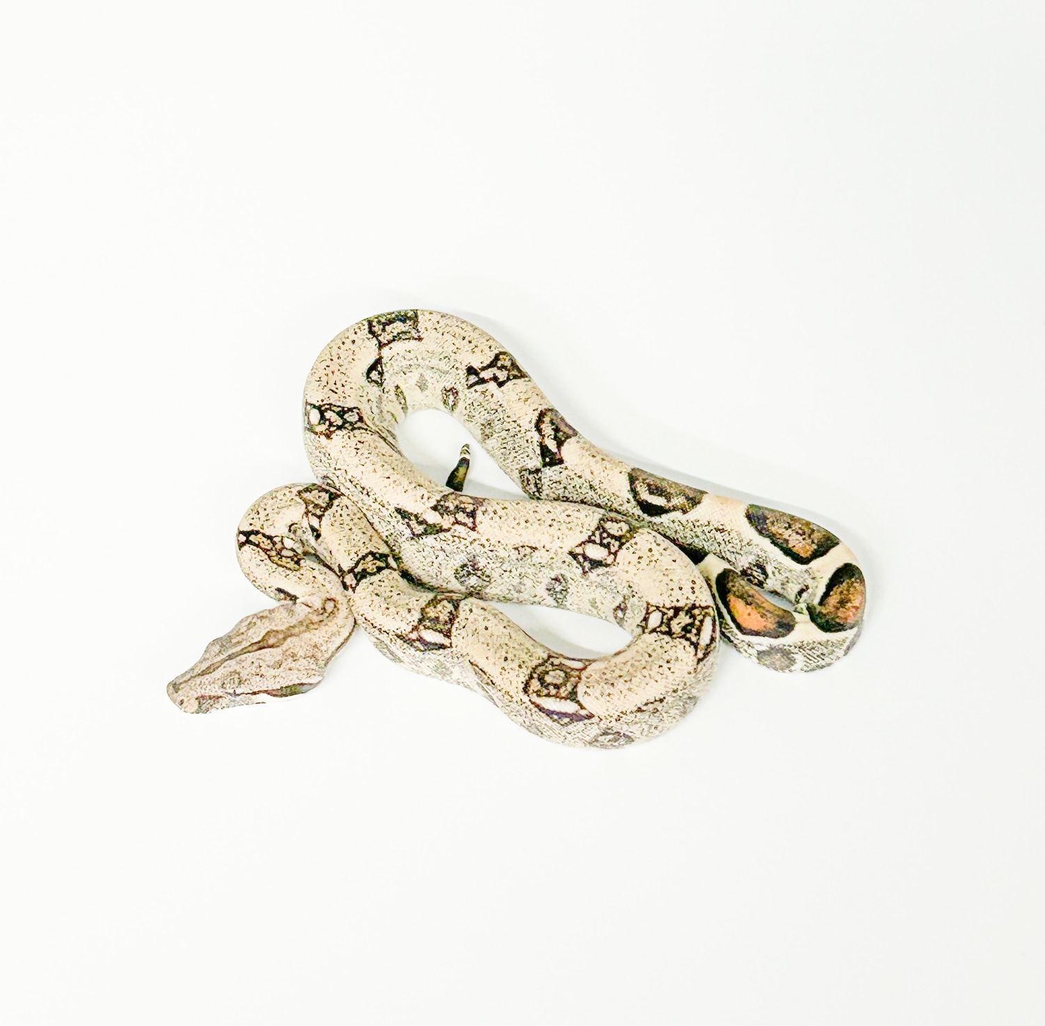 Colombian Red Tail Boa Boa Constrictor by Outback Reptiles - MorphMarket