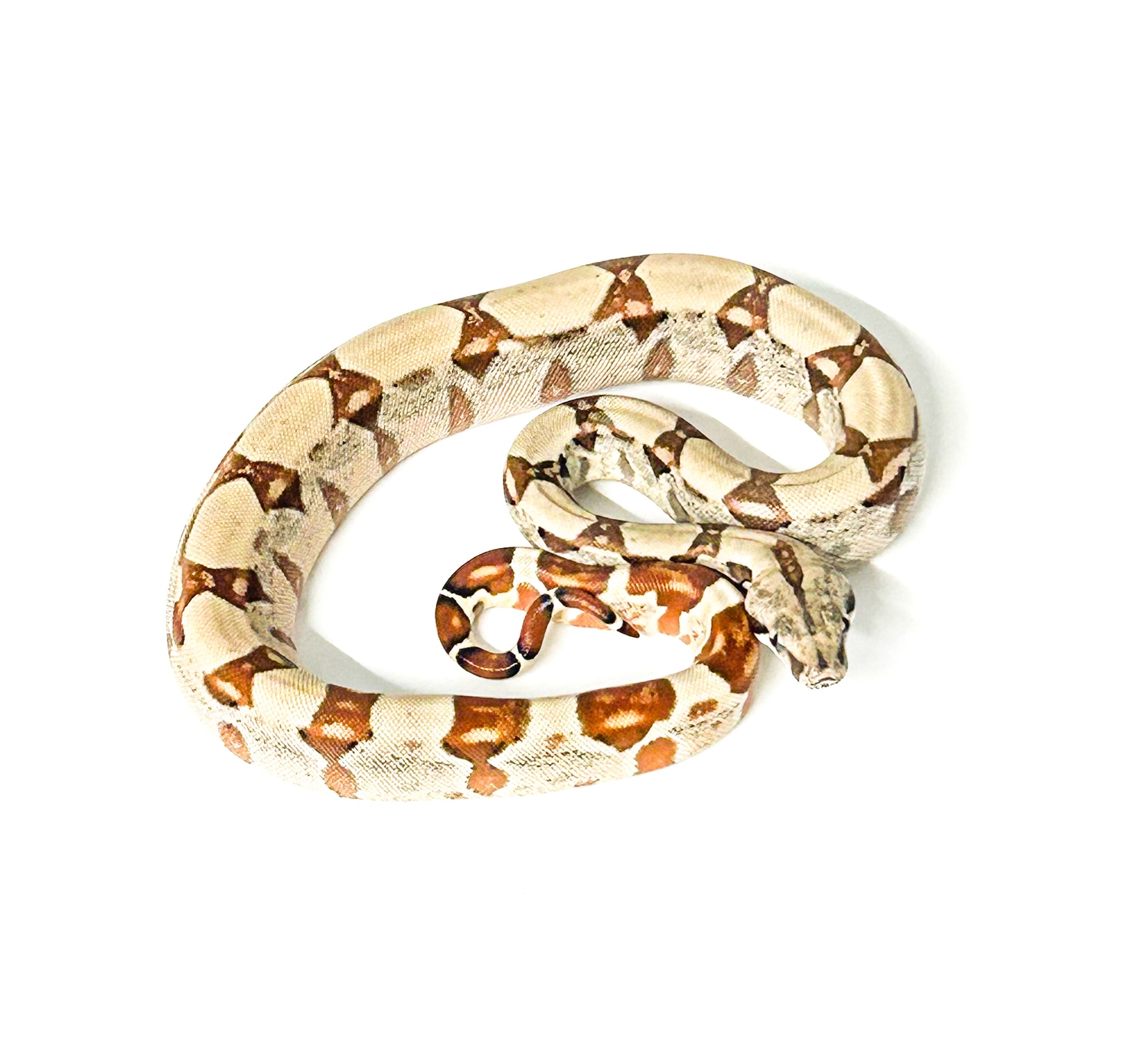 Hypo Columbian Boa Boa Constrictor by Outback Reptiles - MorphMarket