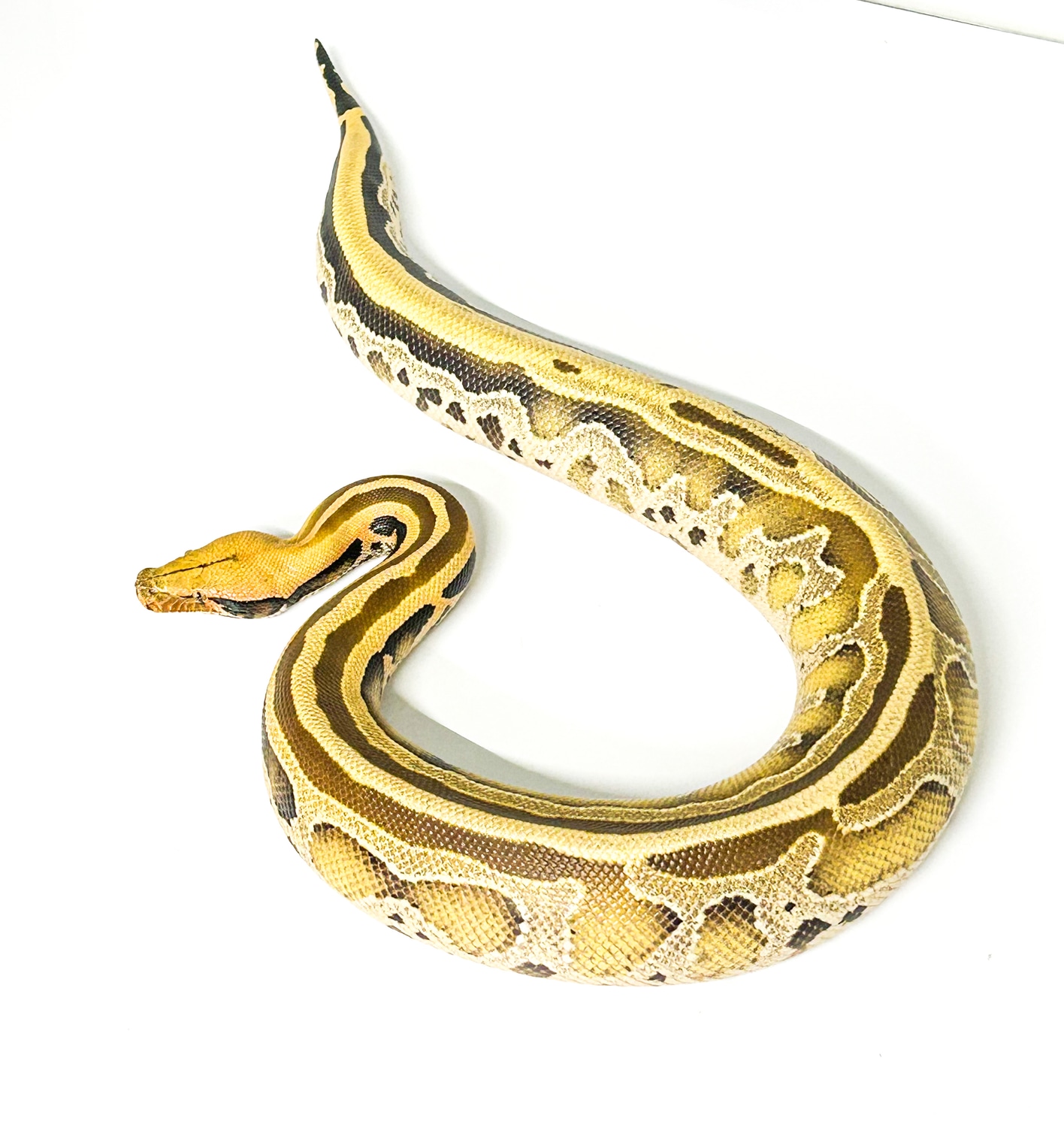 Borneo Short-tailed Python by Outback Reptiles - MorphMarket