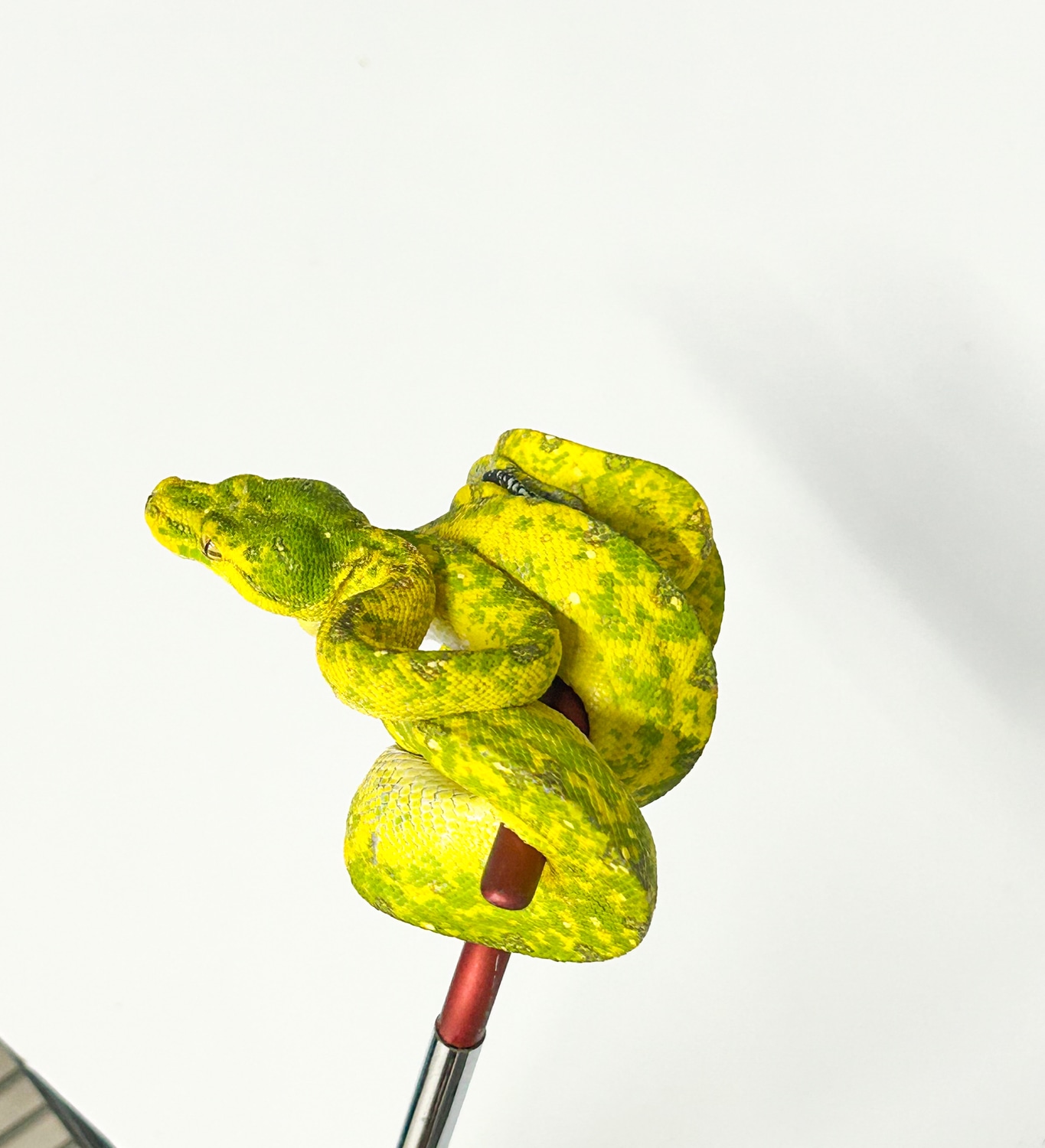 Biak Green Tree Python by Outback Reptiles - MorphMarket