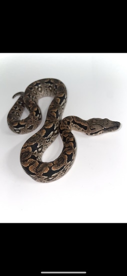 Dumerils Boa Dumeril's Boa by Outback Reptiles