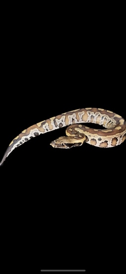 Red Blood Python by Outback Reptiles