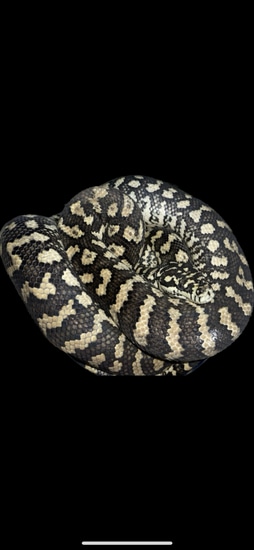 Diamond X Carpet Diamond Carpet Python by Outback Reptiles