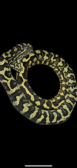 Pure Jungle Carpet Python by Outback Reptiles