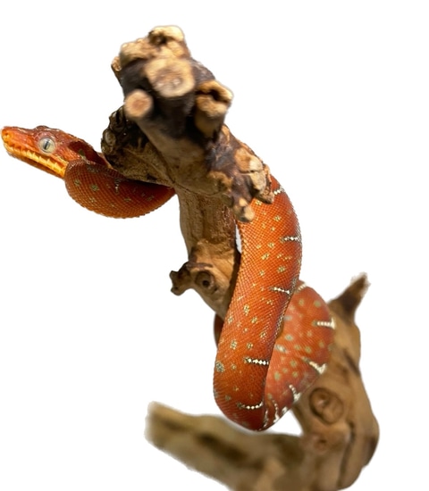 Captive Emerald Northern Emerald Tree Boa by Outback Reptiles
