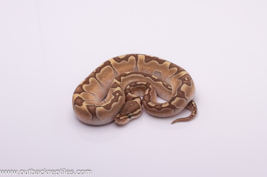 Bamboo Enchi Ball Python by Outback Reptiles