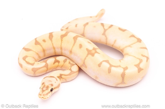 Banana Bumblebee Het. Pied - Male Ball Python by Outback Reptiles