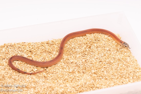 Blaze Goini Kingsnake - Female Apalachicola Kingsnake by Outback Reptiles