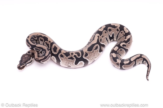 VPI Axanthic Het. Pied - Male Ball Python by Outback Reptiles