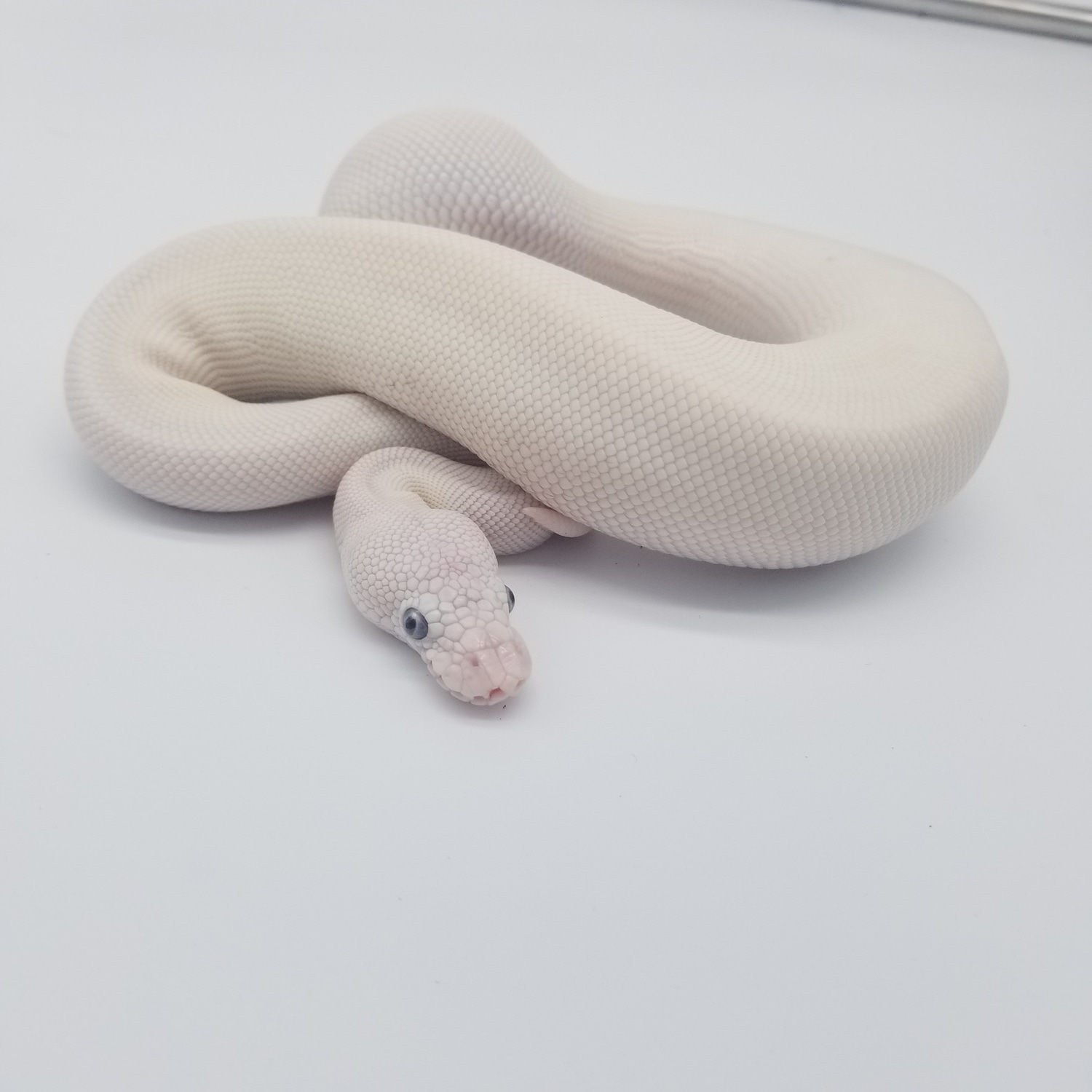 Super Lesser Poss GHI Ball Python by CMH Exotics - MorphMarket