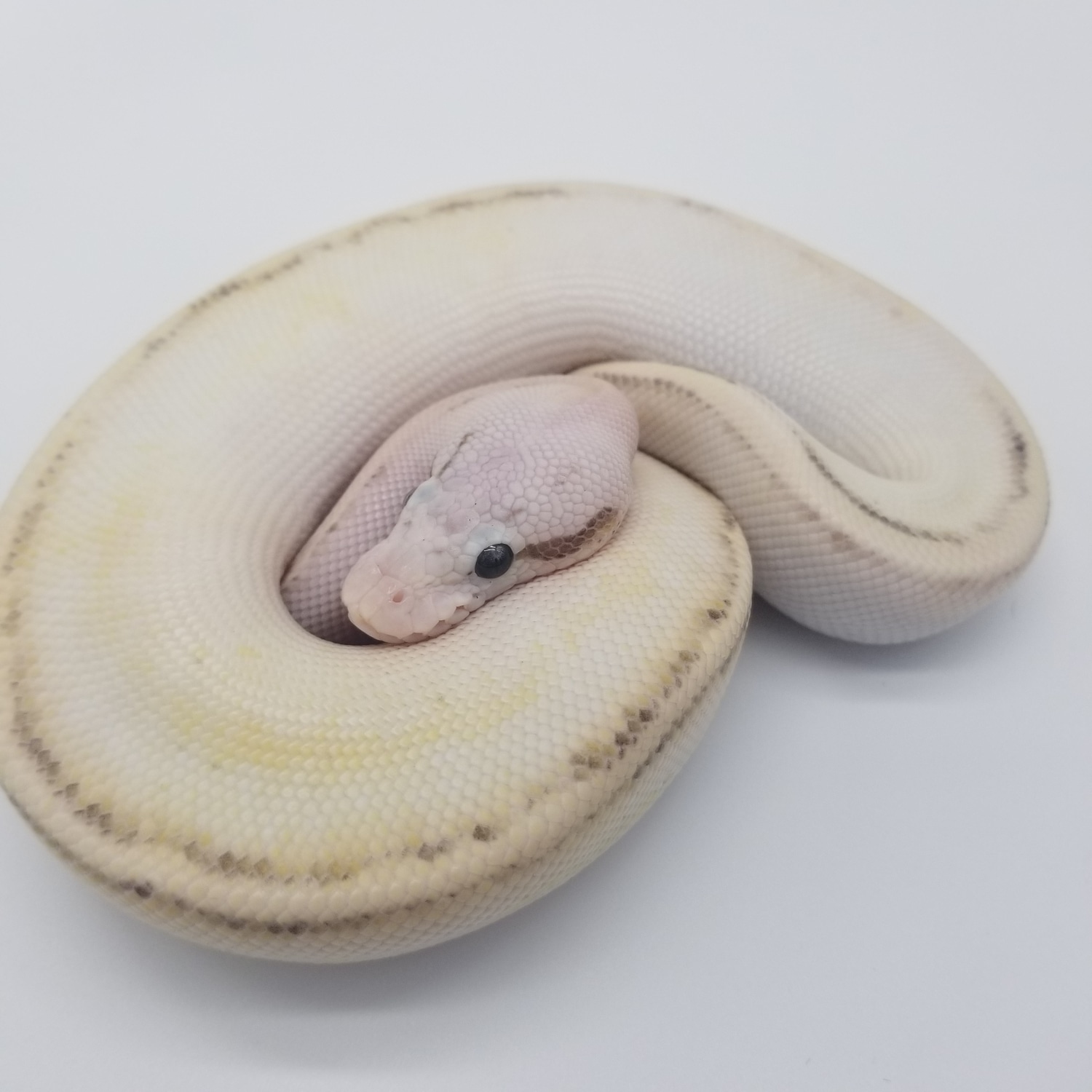 Pastel Specter Spark Ball Python by CMH Exotics - MorphMarket