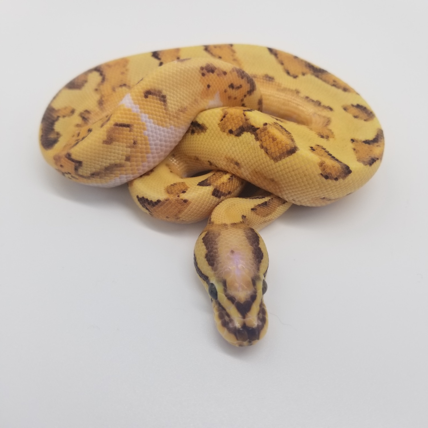 Orange Dream Vanilla Cream Poss Yellowbelly Ball Python by CMH Exotics ...
