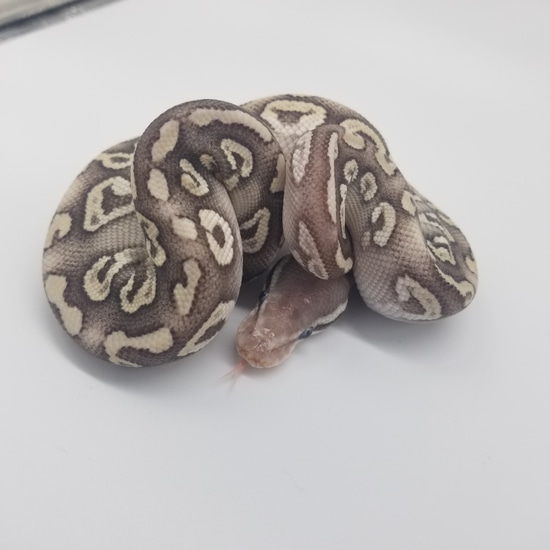 Pastel Super Mystic Ball Python by CMH Exotics
