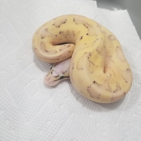 Orange Dream Vanilla Scream Ball Python by CMH Exotics