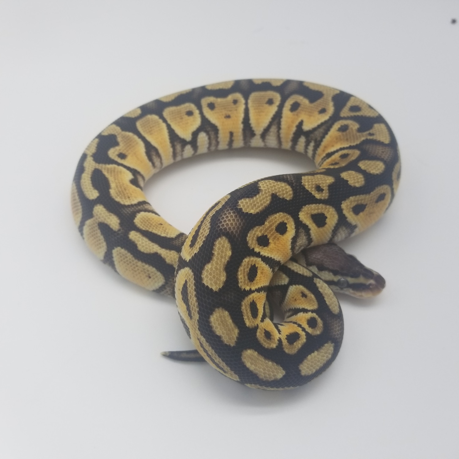 Pastel Het Clown Ball Python by CMH Exotics - MorphMarket