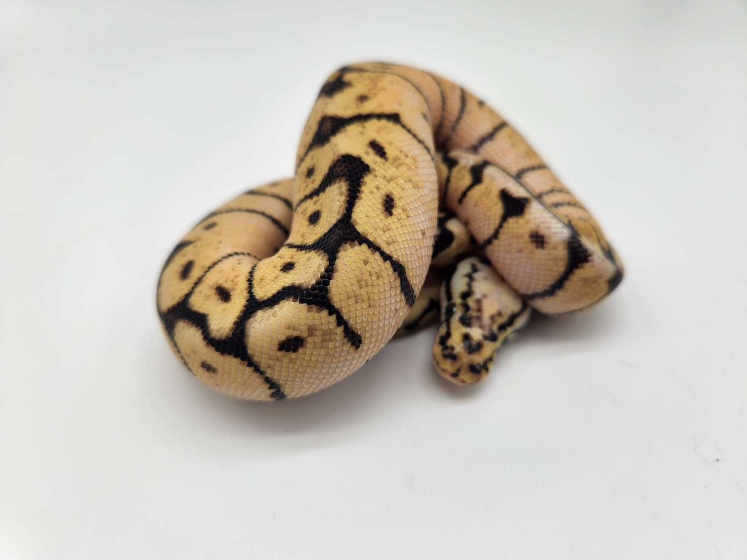 Bumblebee Ball Python by CMH Exotics - MorphMarket