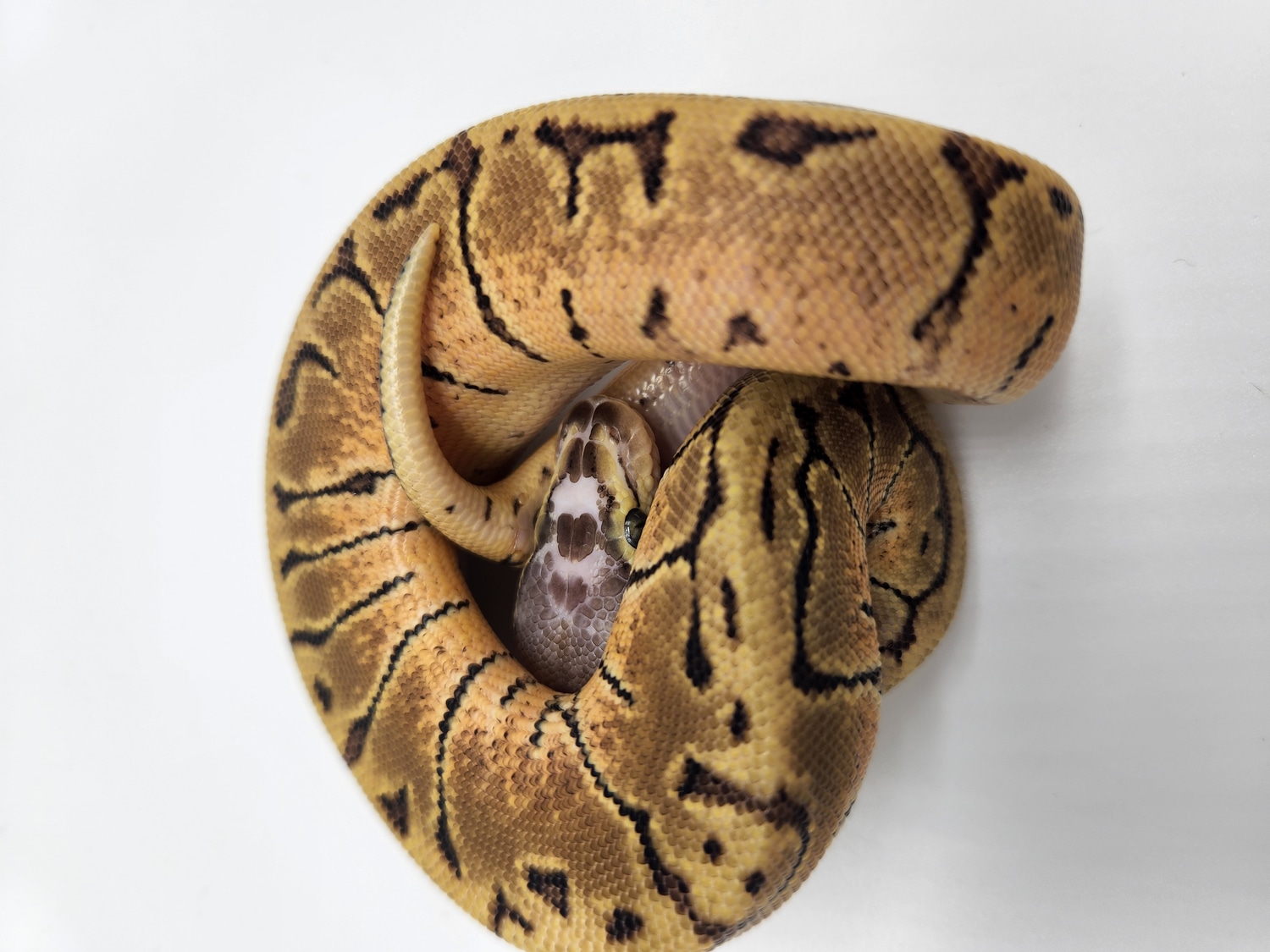 Lemonblast Scalesshead Ball Python by CMH Exotics - MorphMarket