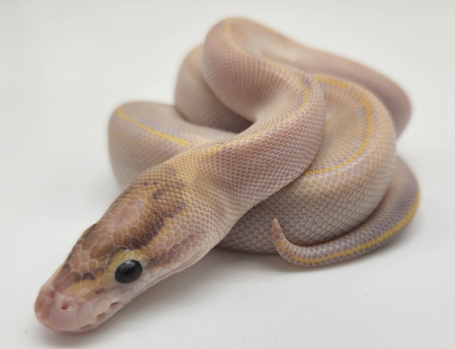 Enchi Ivory Ball Python by CMH Exotics - MorphMarket