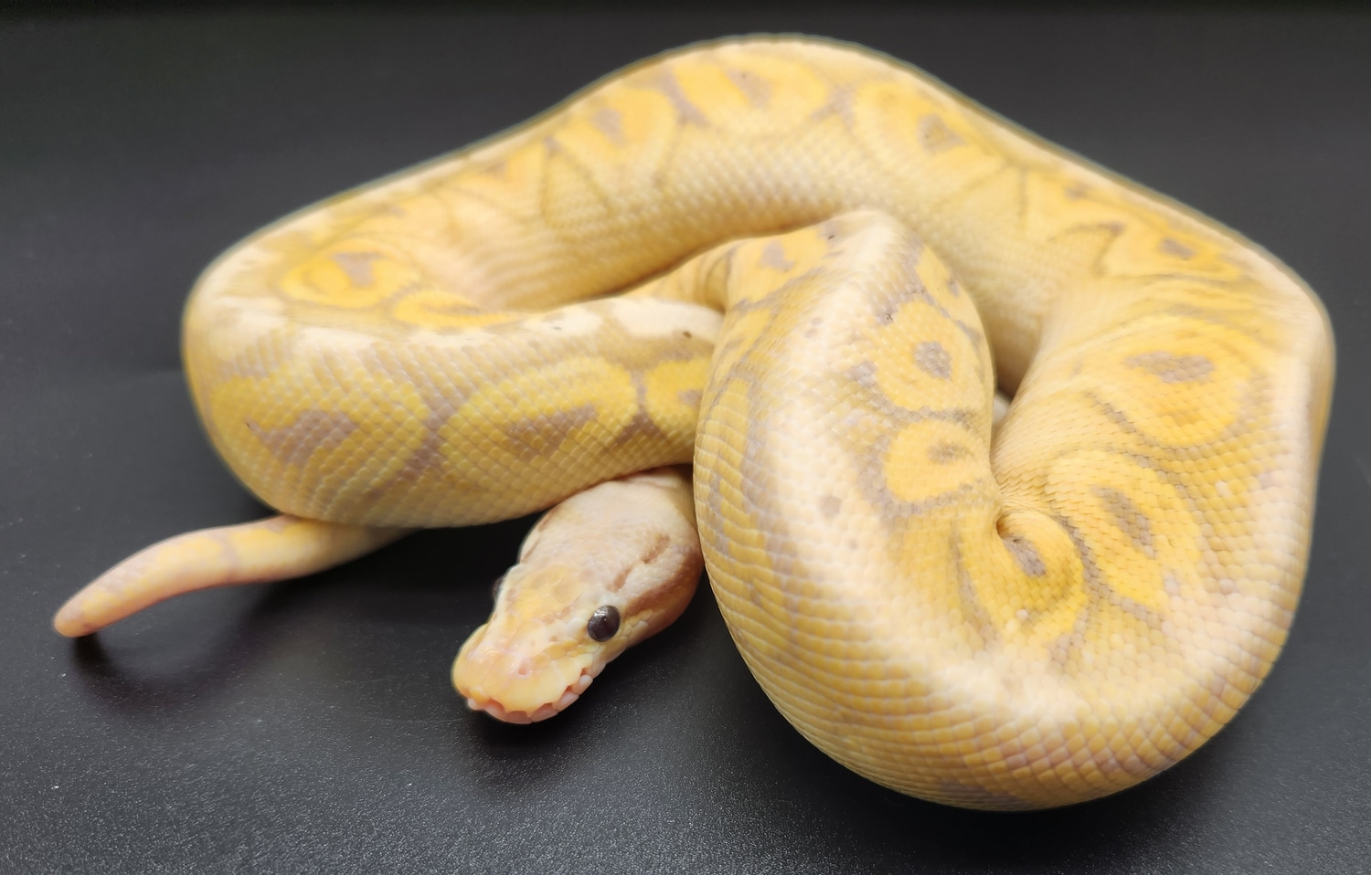 Banana Black Pewter Het Clown Female Maker Ball Python by CMH Exotics ...