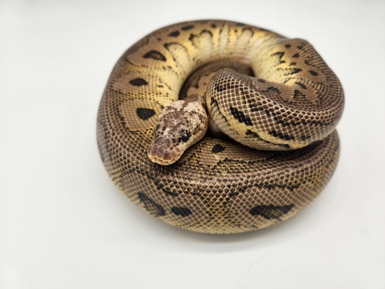 Black Pewter Clown Ball Python by CMH Exotics