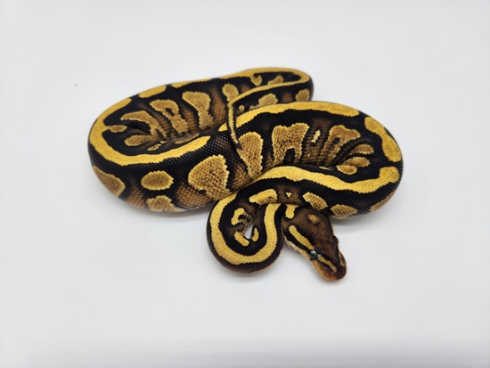 Vanilla Or Fire Yellowbelly Het Clown Ball Python by CMH Exotics