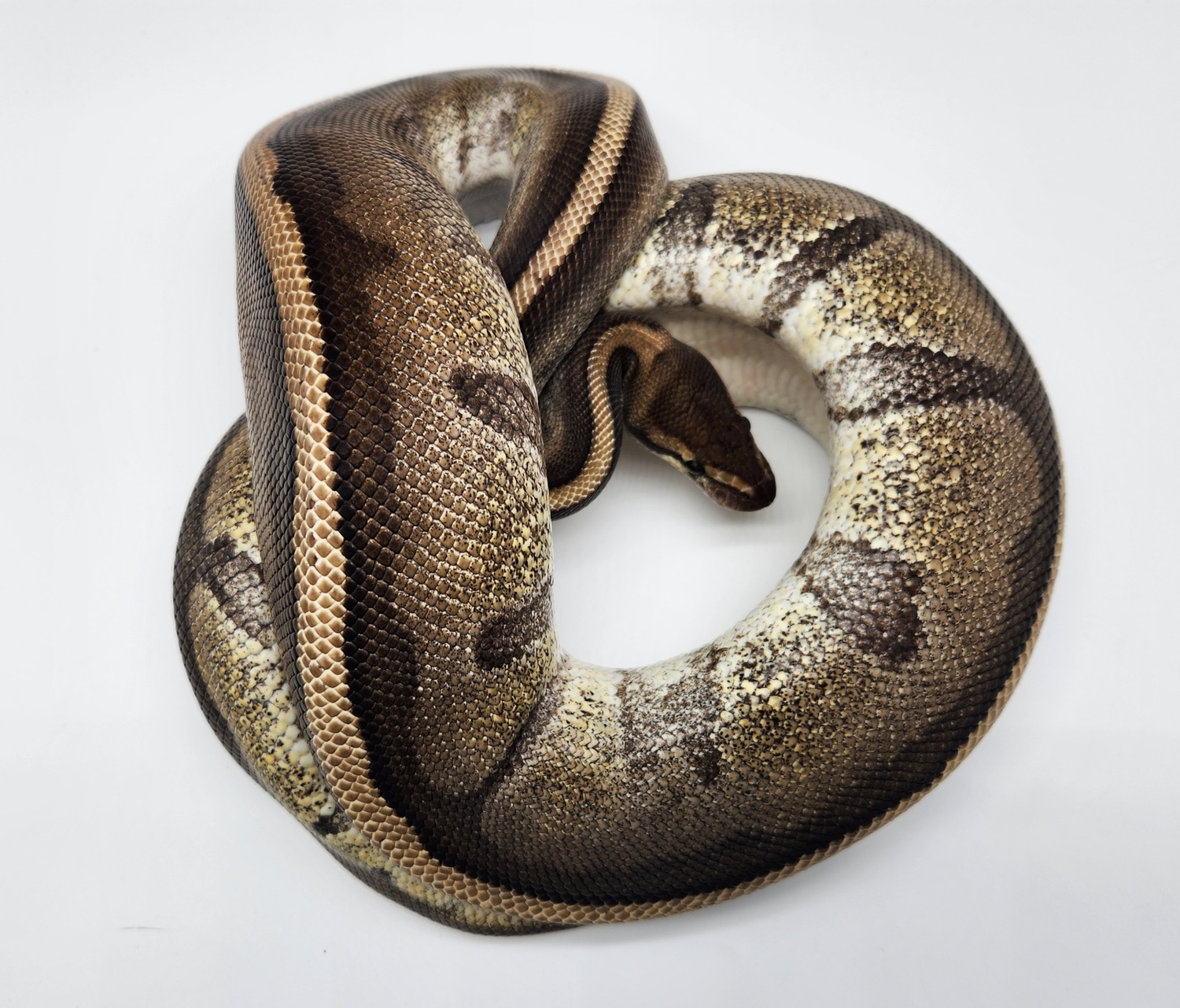 Genetic Stripe Ball Python by CMH Exotics - MorphMarket