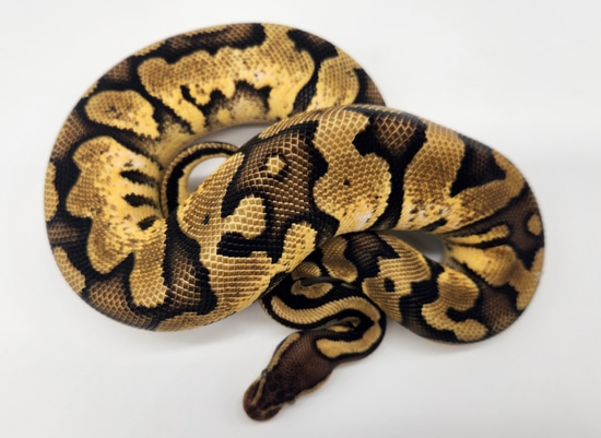 Pastel Enchi Sugar Het Desert Ghost Ball Python by CMH Exotics