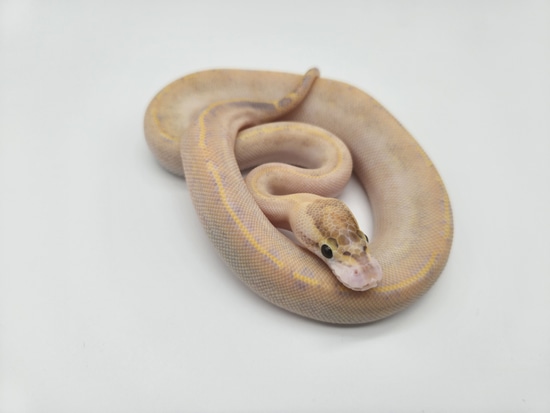 Ivory 66% Het Clown Ball Python by CMH Exotics