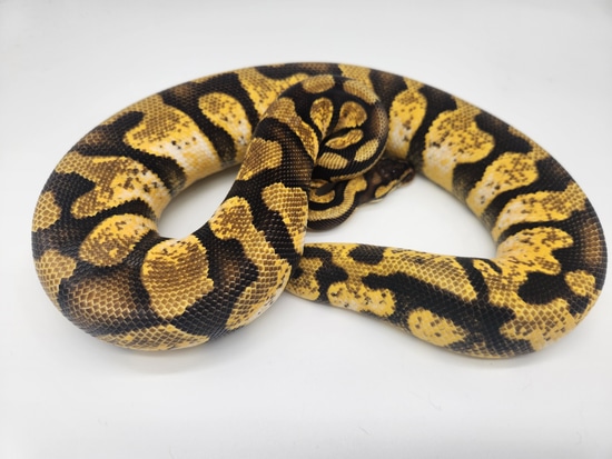 Pastel Enchi Sugar Het Desert Ghost Ball Python by CMH Exotics