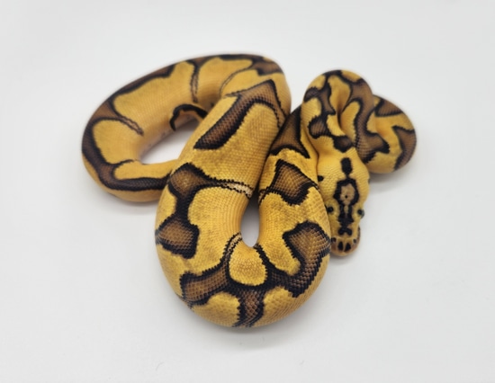 Pastel Enchi Yellowbelly Clown Ball Python by CMH Exotics