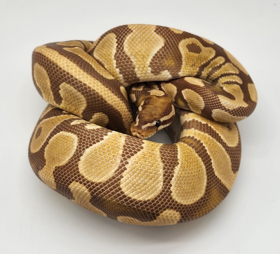 Ultramel Ball Python by CMH Exotics