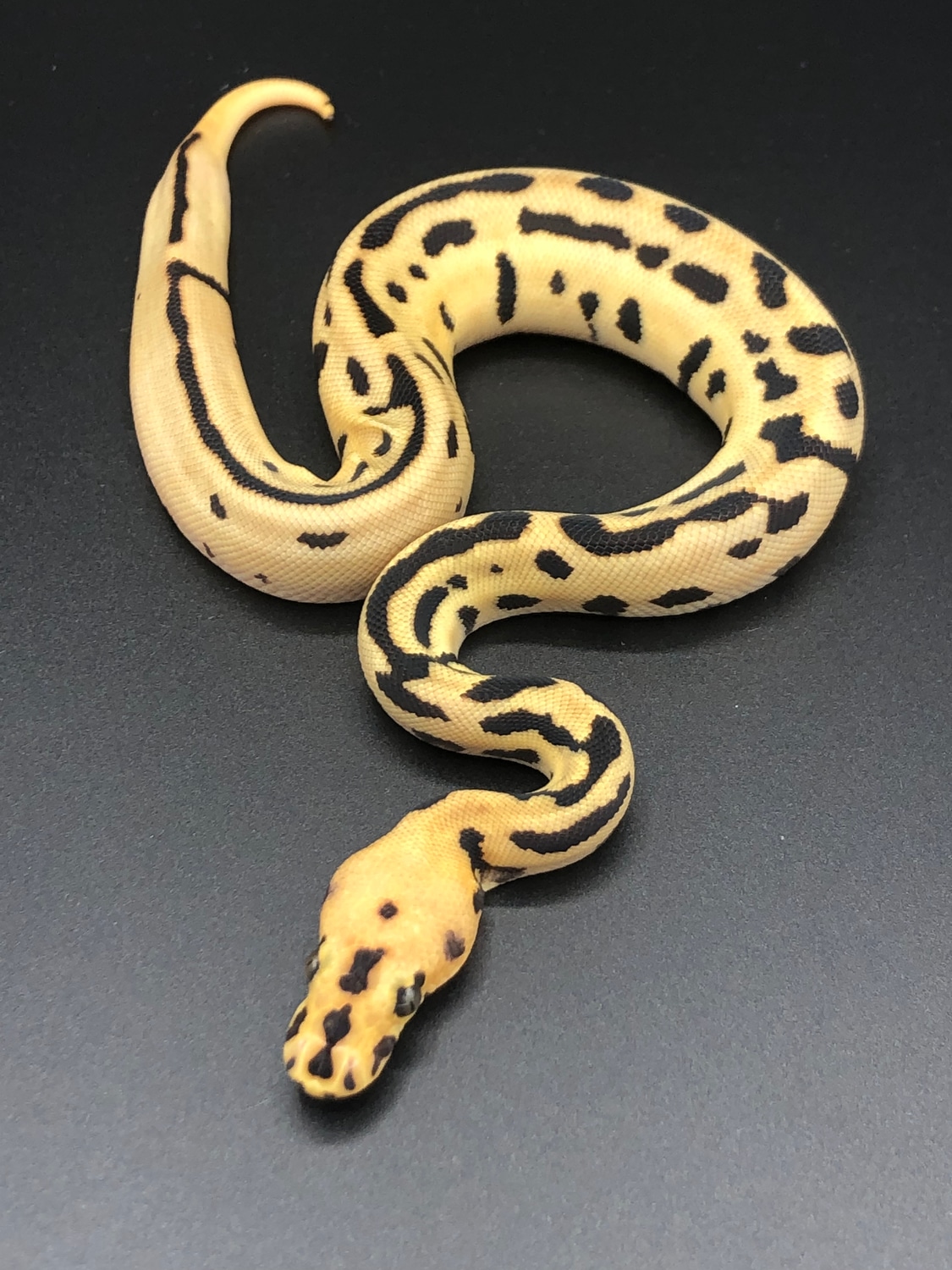 Ball Python Clutch: 2022 C101 by Outer Snakes - MorphMarket