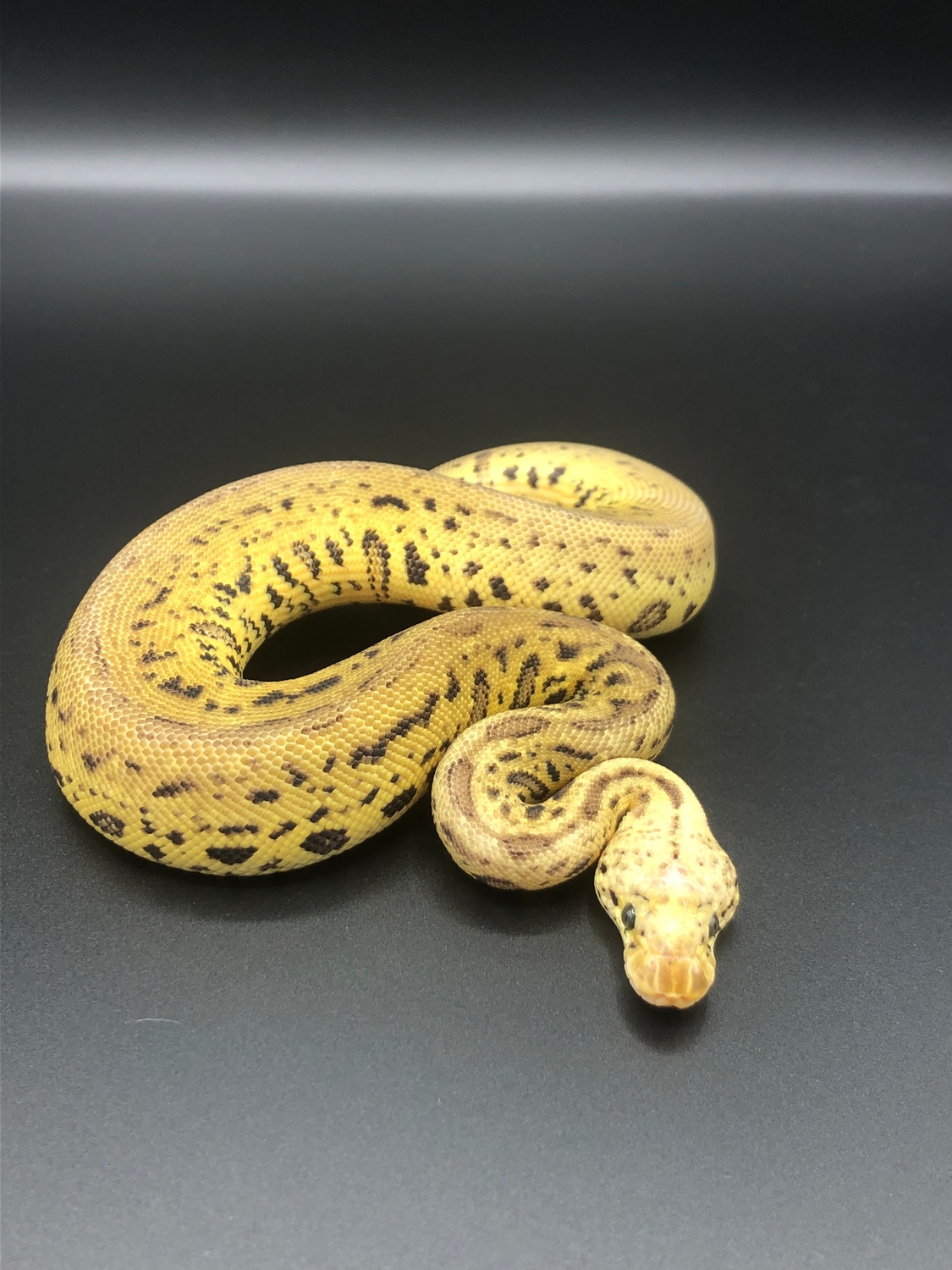 Firefly Batman Ball Python by Outer Snakes - MorphMarket