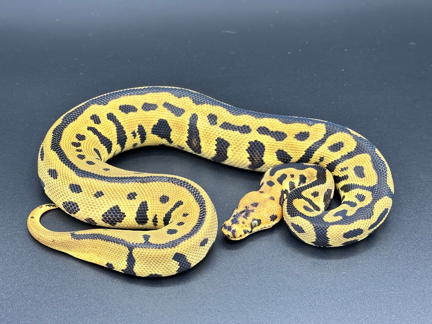 Batman Ball Python by Outer Snakes - MorphMarket