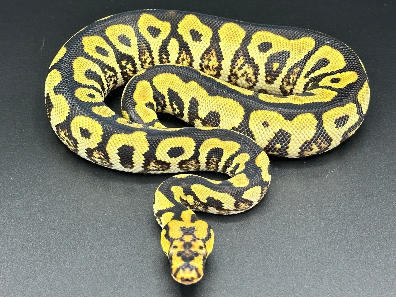 Spotnose Yellowbelly Clown Ball Python by Outer Snakes - MorphMarket