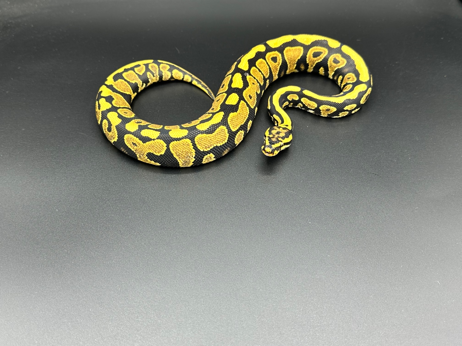 Yellow Belly Spotnose 100% Het Clown Ball Python by Outer Snakes ...