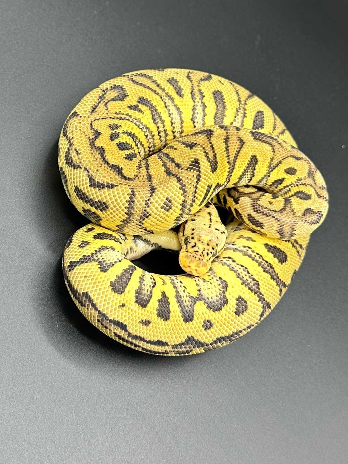 Pastel Spotnose Clown Ball Python by Outer Snakes - MorphMarket