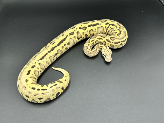 Firefly Leopard Spotnose Het Clown Ball Python by Outer Snakes