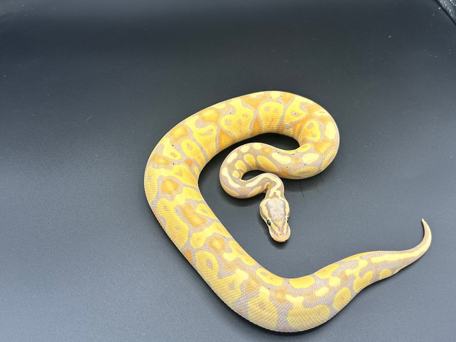 Pastel Banana YB/Spark Het Clown Ball Python by Outer Snakes - MorphMarket