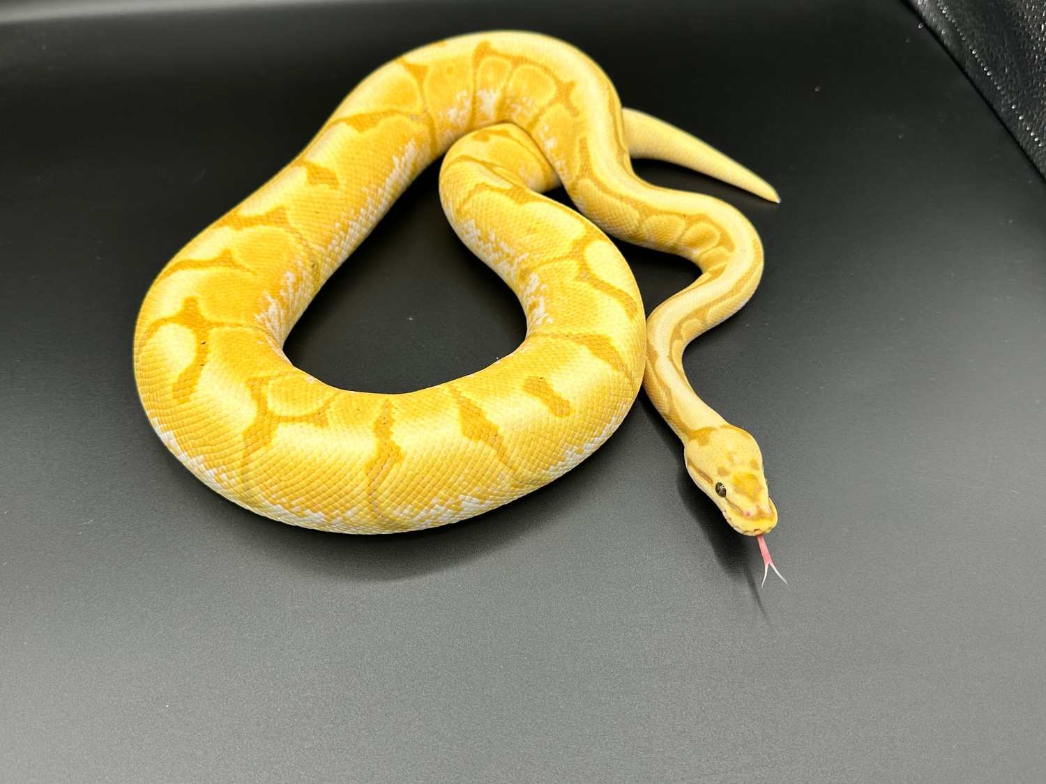 Banana Spider Het Clown Ball Python by Outer Snakes - MorphMarket