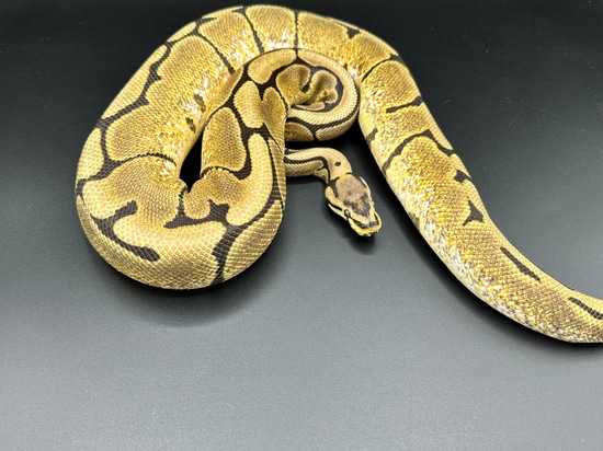 Spider Het Clown Ball Python by Outer Snakes