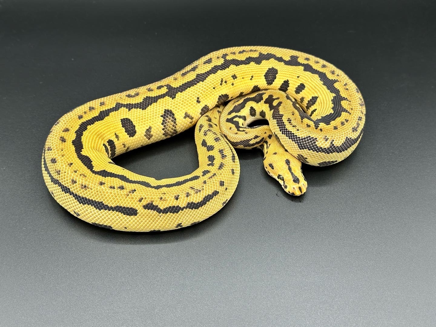 Fire Batman Ball Python by Outer Snakes - MorphMarket