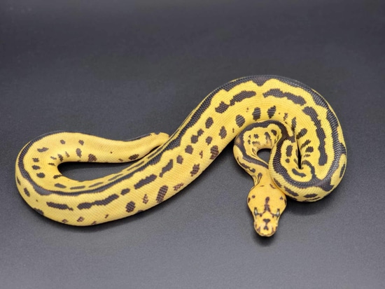 Orange Dream Fire Batman Ball Python by Outer Snakes