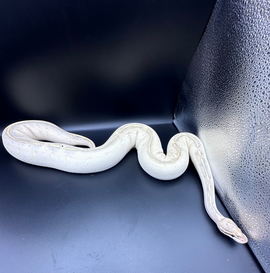 Highway Ball Python by Outer Snakes