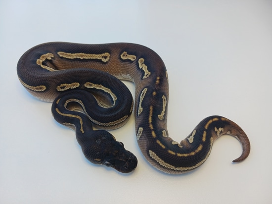 Super Blackhead Mojave X-treme Gene Poss. Hydra Ball Python by Outland ...