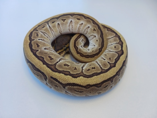 Mojave Pinstripe Ball Python by Outland Exotics